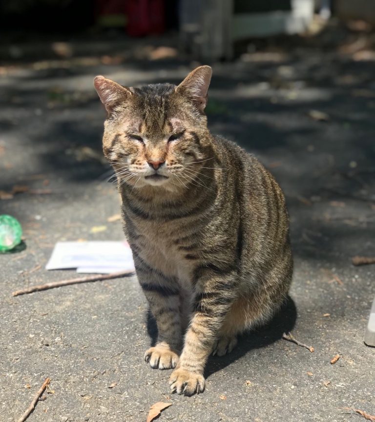A Better Life - Feral Cat Program Of Georgia